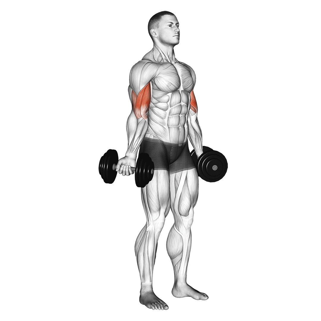 CALISTHENICS FITTNESS